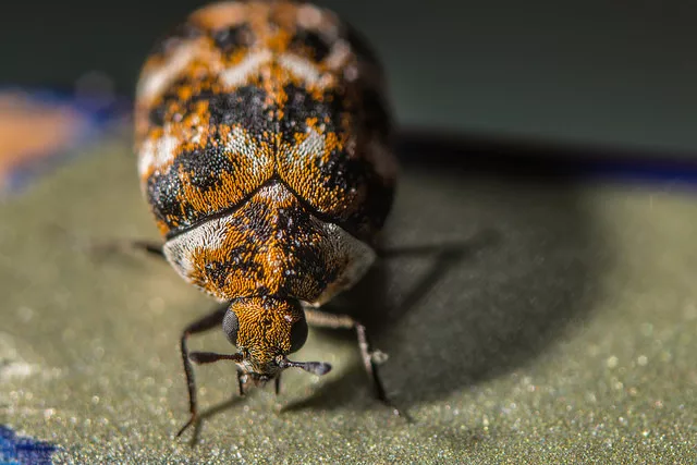 Bed Bugs Or Carpet Beetles? That Is The Question... | Blog | Witt Pest ...