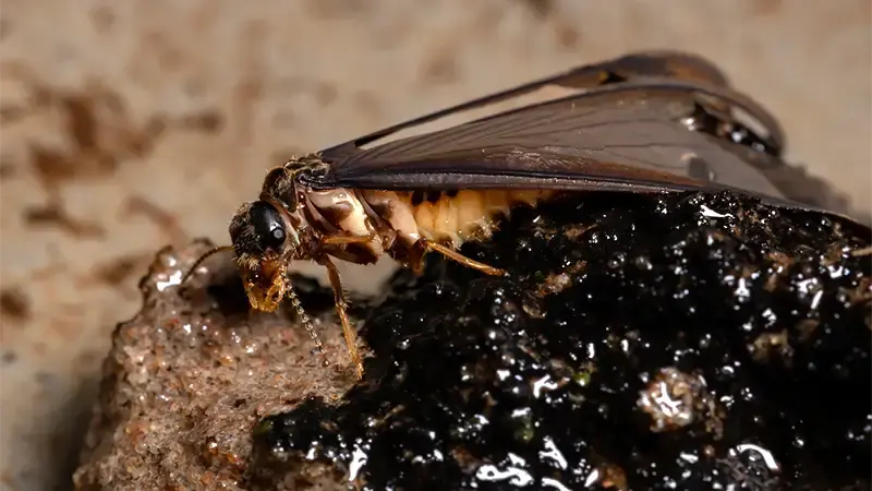 What Do Termite Swarmers Look Like? | Picture Identification