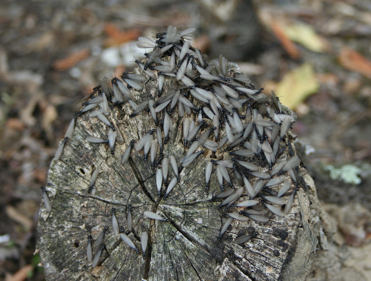 What Do Termite Swarmers Look Like? | Picture Identification