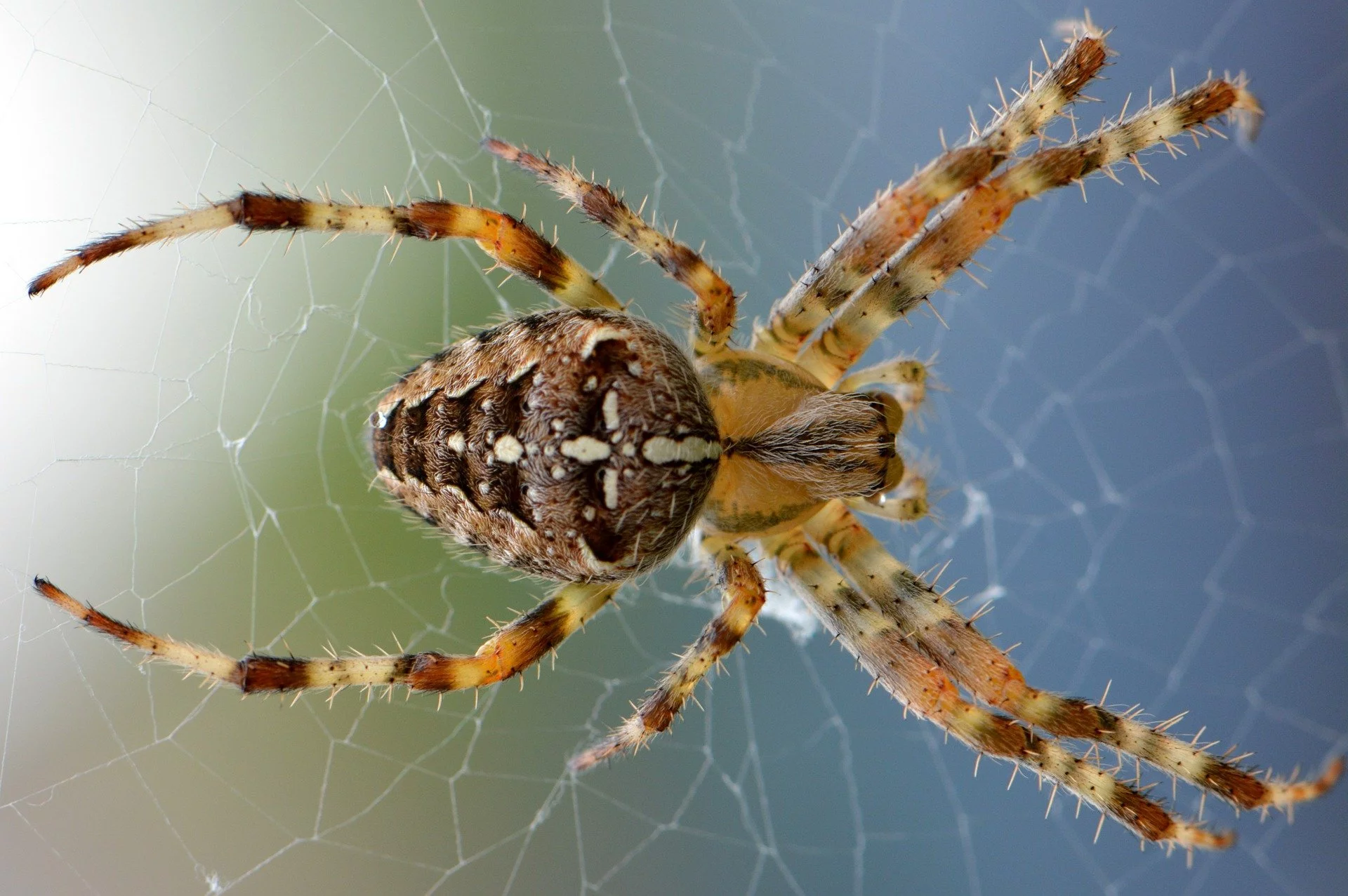 Common Mistakes Homeowners Make To Attract Fall Spiders
