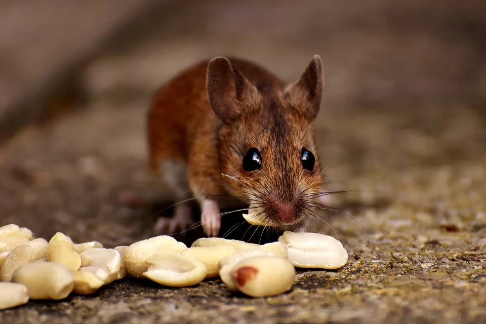 20+ Cute mouse Những hình ảnh đáng yêu của loài chuột