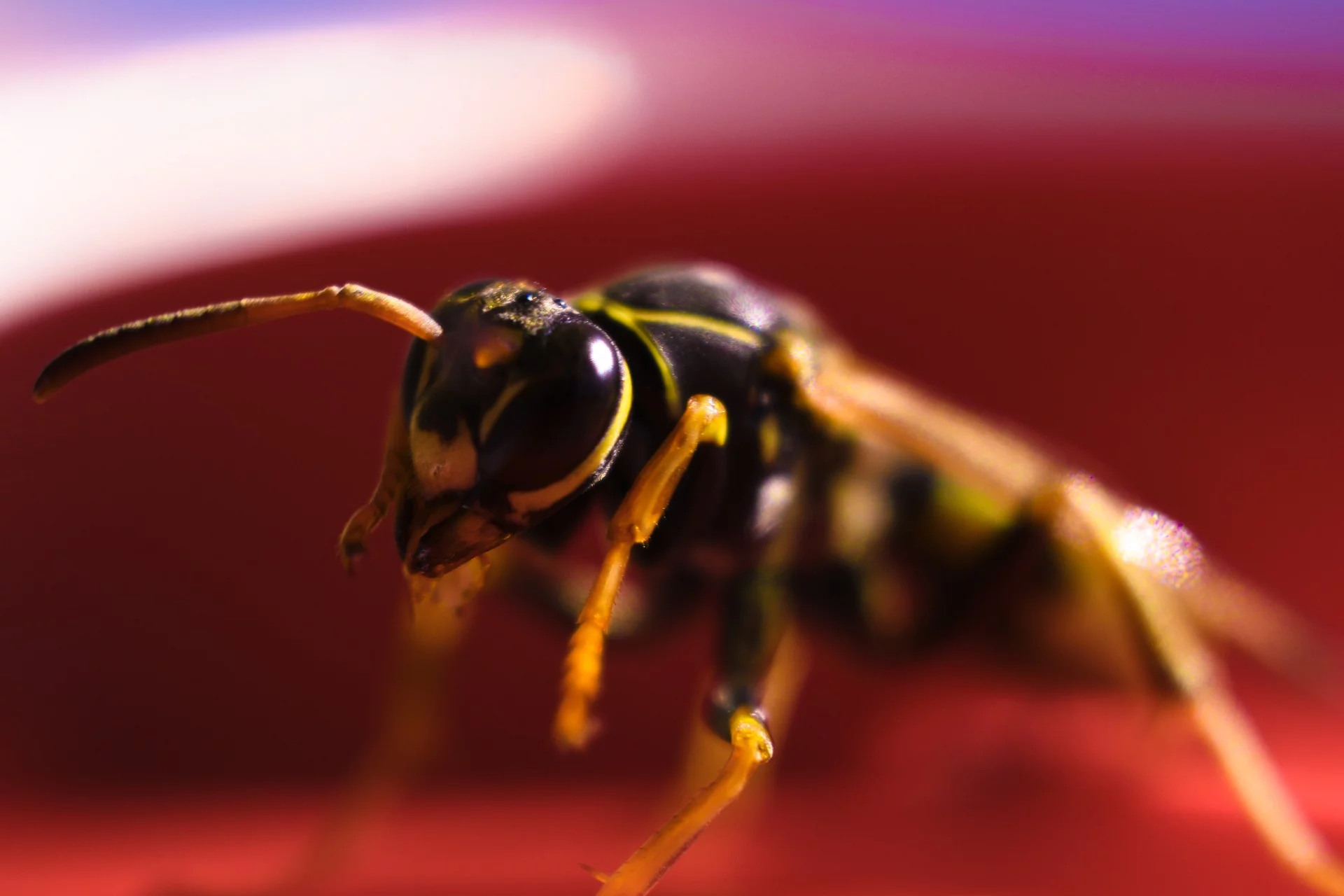 9 Things You Should Know About Yellow Jackets